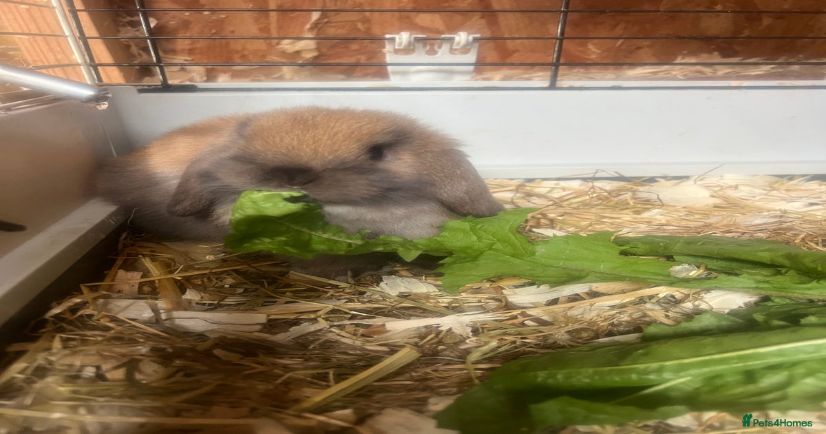 Mini lop female bunnies available for sale in Stafford | Pets4Homes