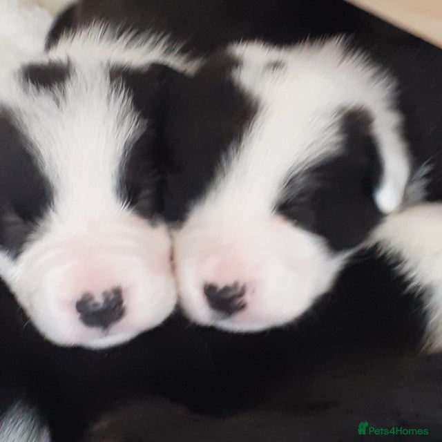 Border collie pups for sale in Linlithgow | Pets4Homes