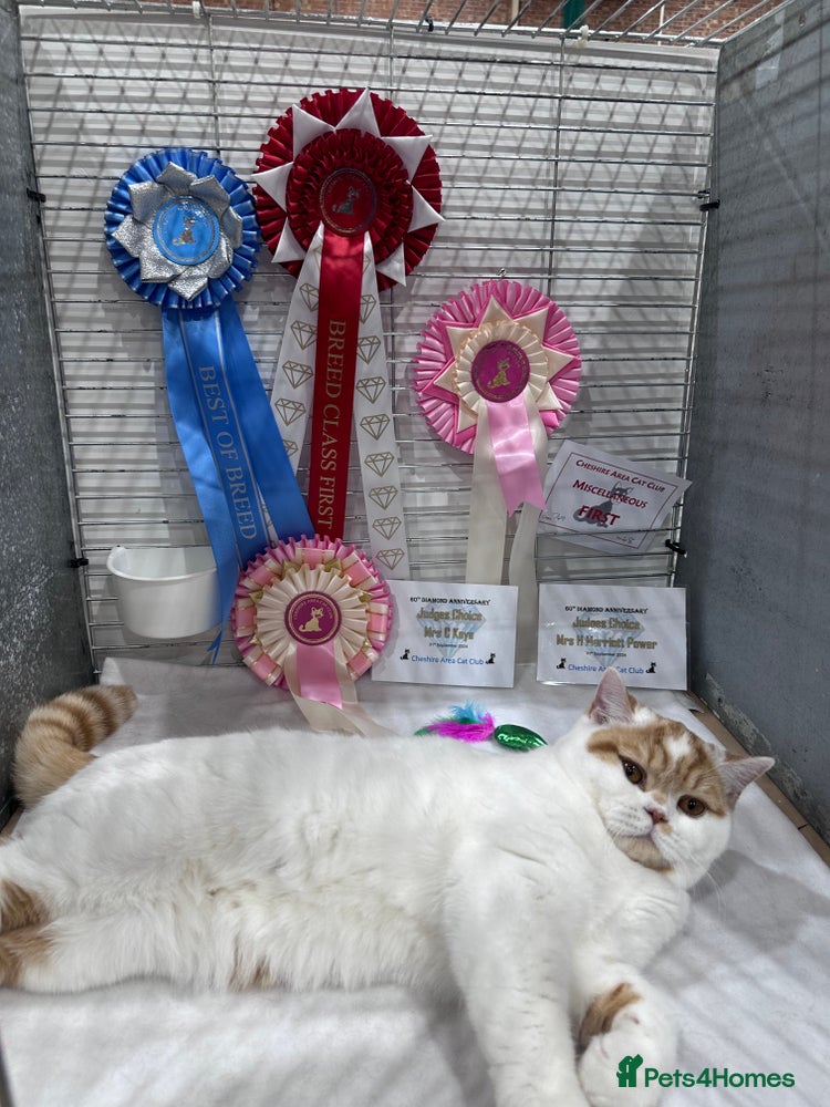Cats for stud | Pets4Homes