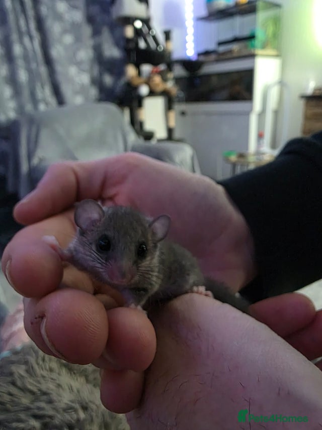 🐿️ African Pygmy Squirrels / Micro Squirrels for sale in Preston ...