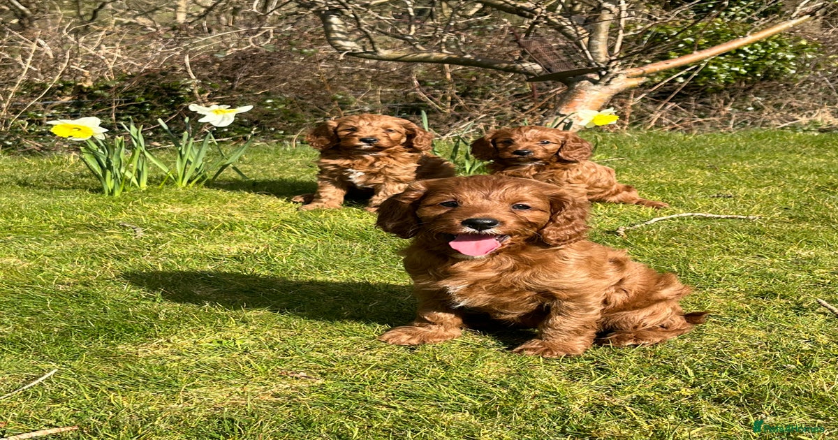 Stunning Deep red cavapoos for sale in Aberystwyth | Pets4Homes