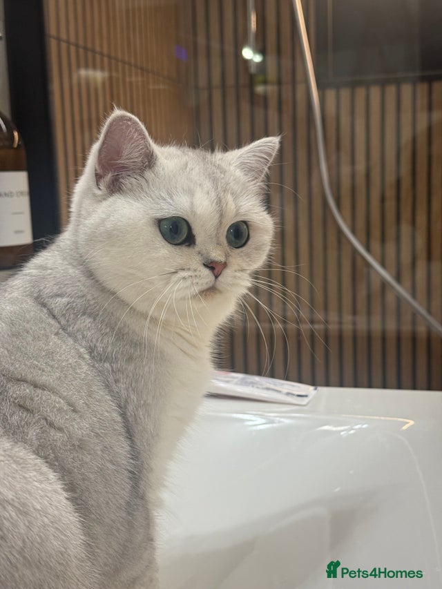 Beautiful BSH Silver Tipped female cat for sale in Romford | Pets4Homes