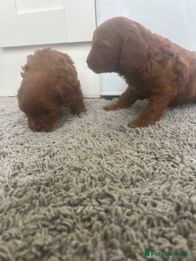 Ruby Cavapoo puppies (f1) for sale in Pershore | Pets4Homes