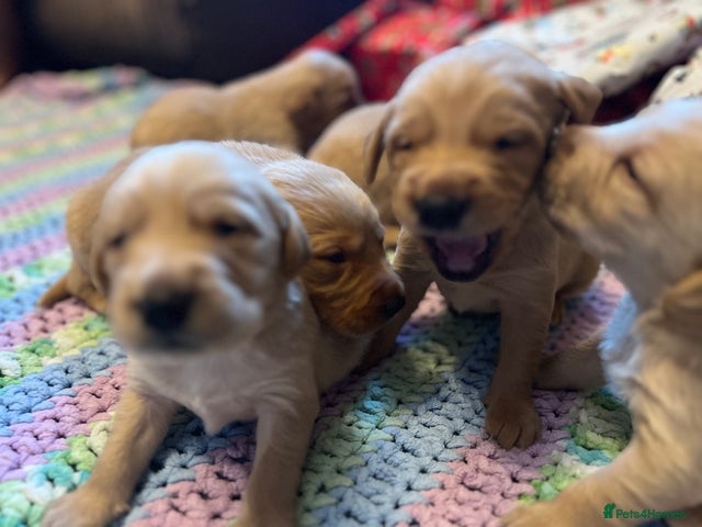 Fox Red Labrador Puppies for sale in Swadlincote | Pets4Homes