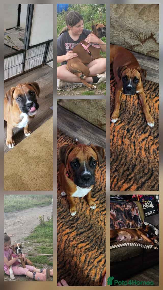 BOXER BOBTAIL AND TAILED PUPPIES FOR SALE for sale in Telford | Pets4Homes