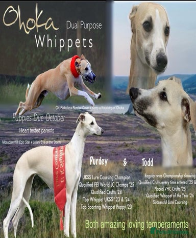 Whippets Puppies for sale | Pets4Homes