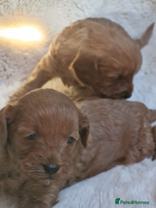 F1 Fox Red Toy Cavapoo puppies ️ KC/DNA PARENTS for sale in Egham ...