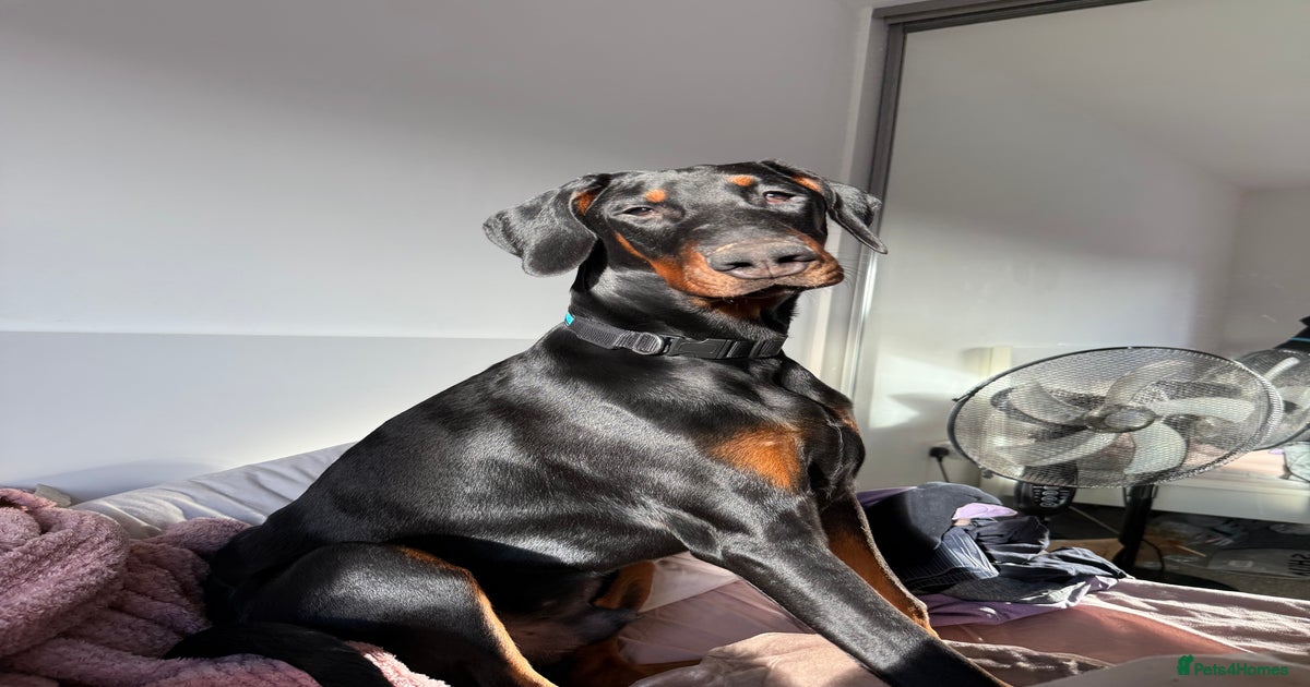 Studding my Doberman for stud in Doncaster | Pets4Homes