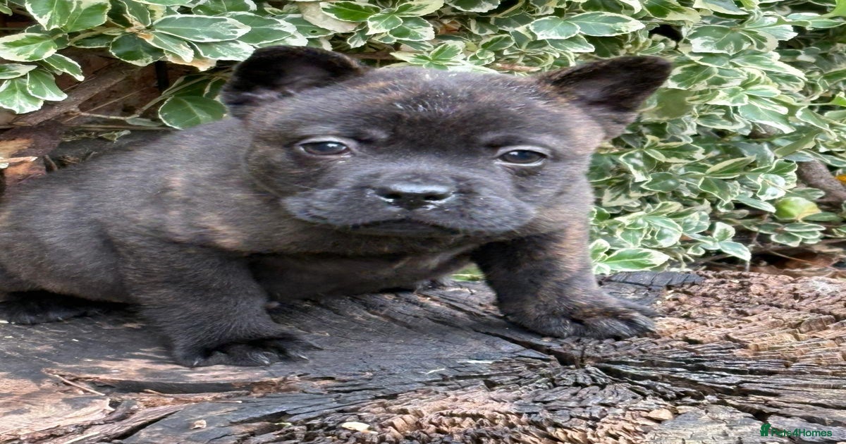 Adorable male frow frow pups for sale in Luton | Pets4Homes