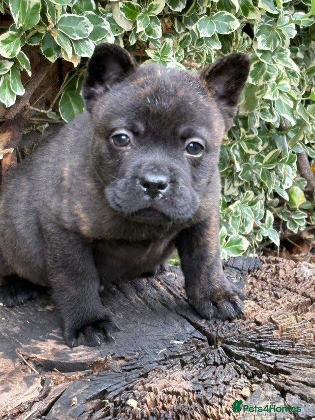 Adorable male frow frow pups for sale in Luton | Pets4Homes