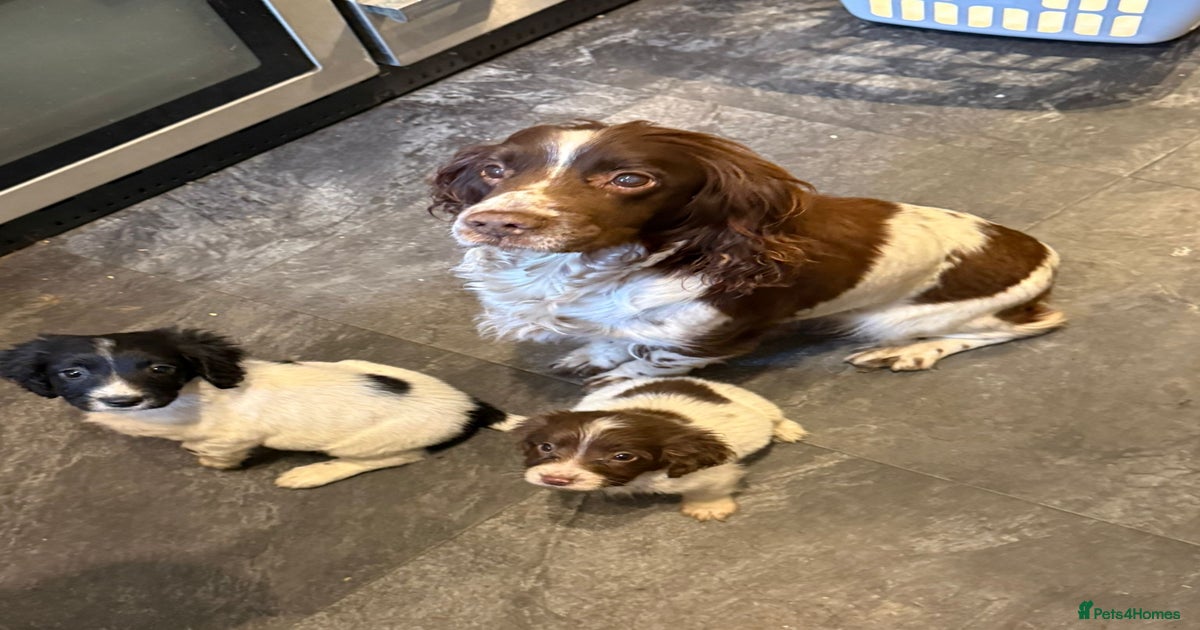 Springer Pups looking for new homes for sale in Alresford | Pets4Homes
