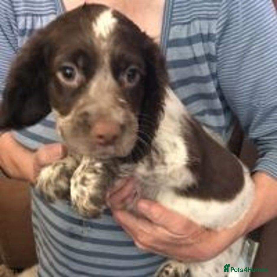 Sprollie puppies for sale | Pets4Homes