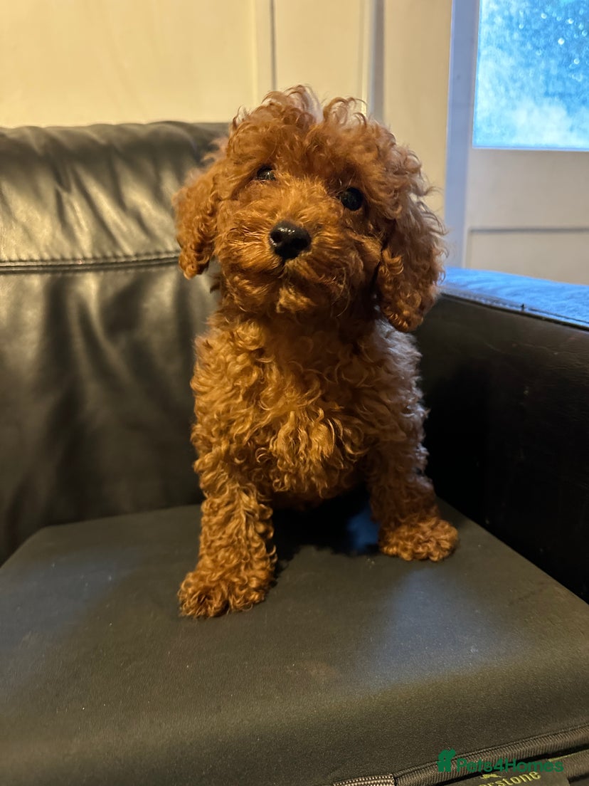 Red Maltipoo Puppy Boy (Last one) REDUCED for sale in Dartford | Pets4Homes
