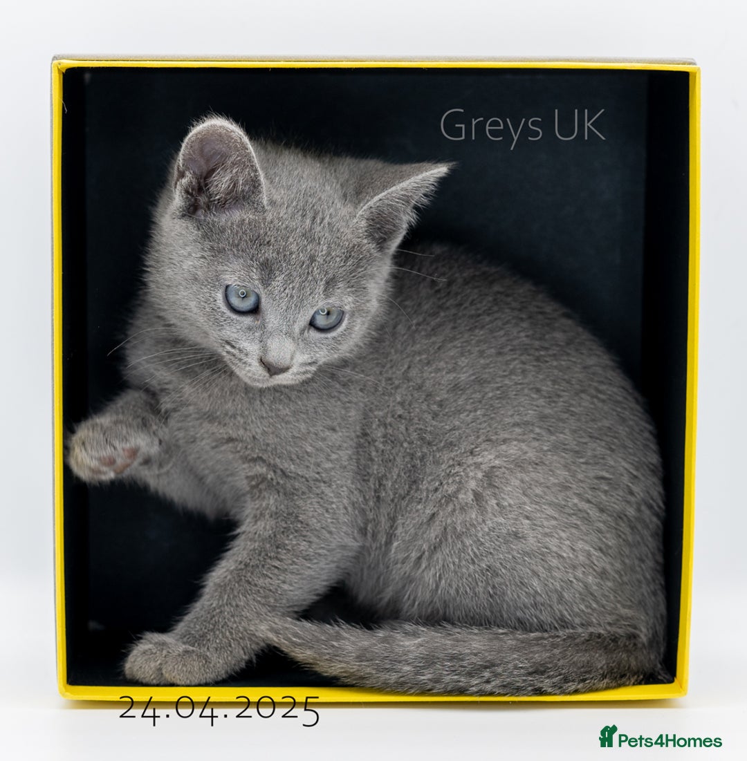 Adorable Pedigree Russian Blue Kittens for sale in London | Pets4Homes