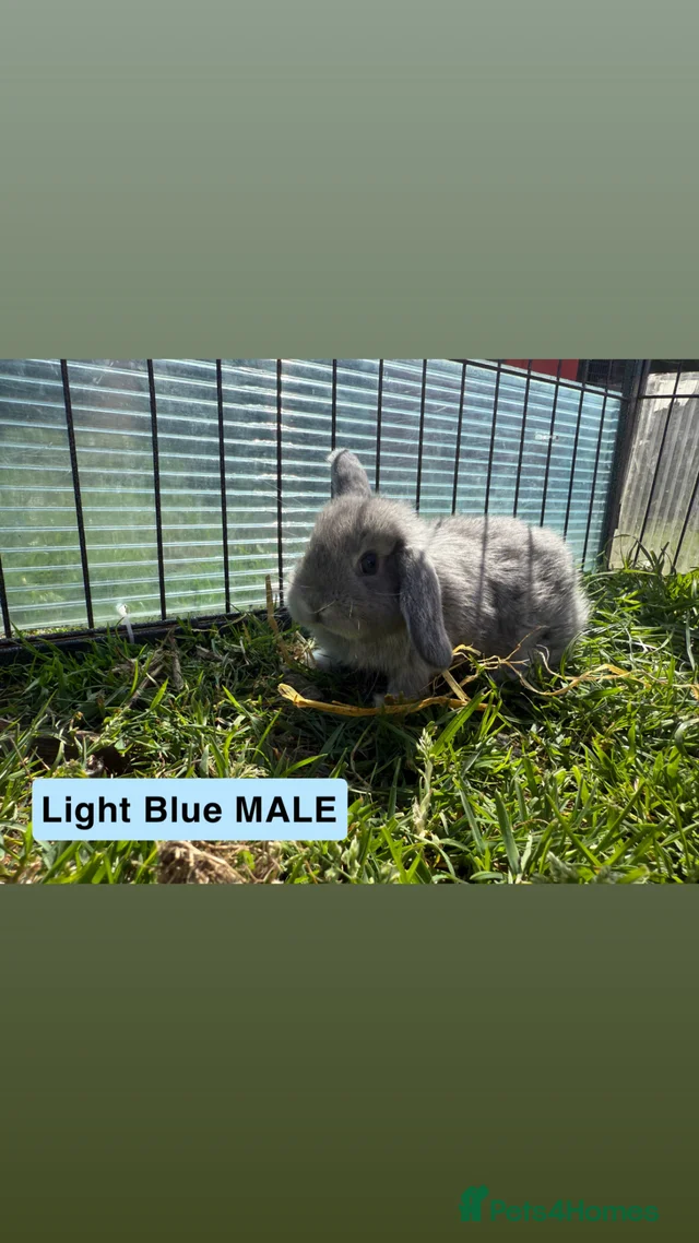 Litter of Mini lop Bunnies for sale in Enfield | Pets4Homes