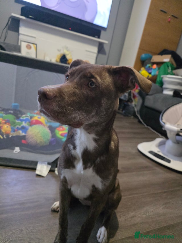 Beautiful chocolate mix breed puppy for sale in London | Pets4Homes