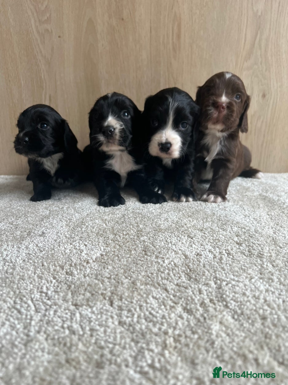 Black and white Cocker Spaniel puppies for sale | Pets4Homes