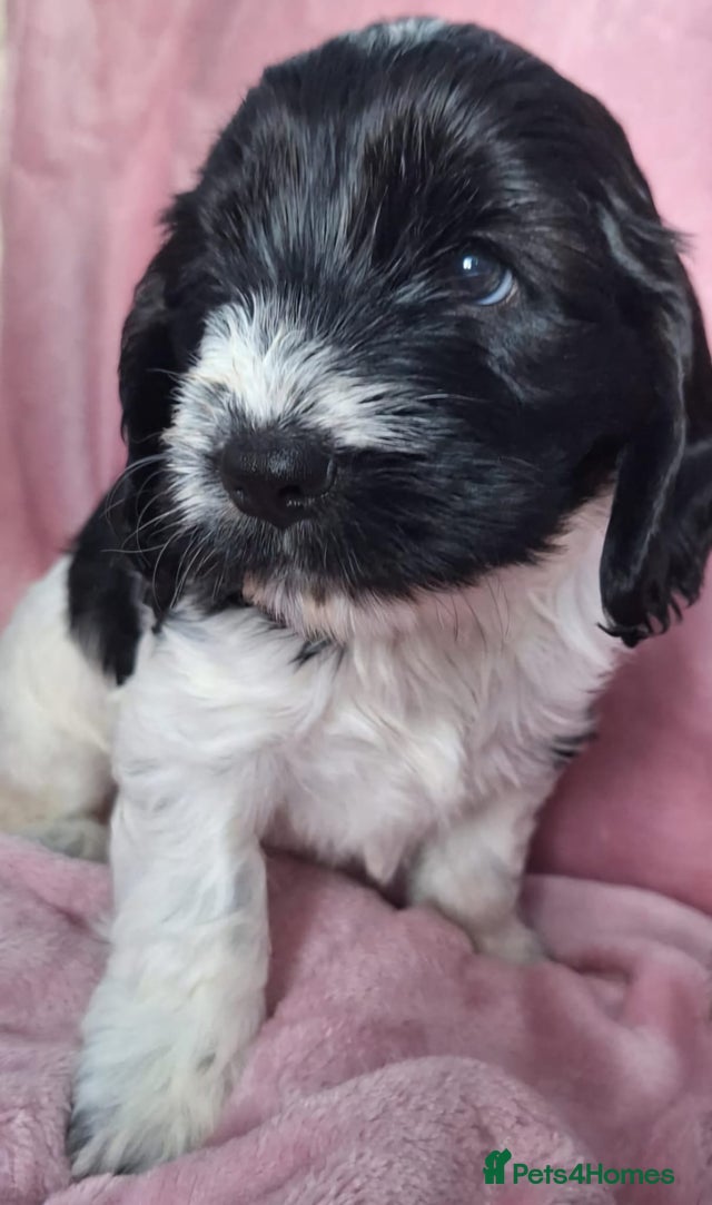 Gorgeous F1b Cockapoo Puppies Ready at 8 Weeks 🐾 for sale in Llanelli ...