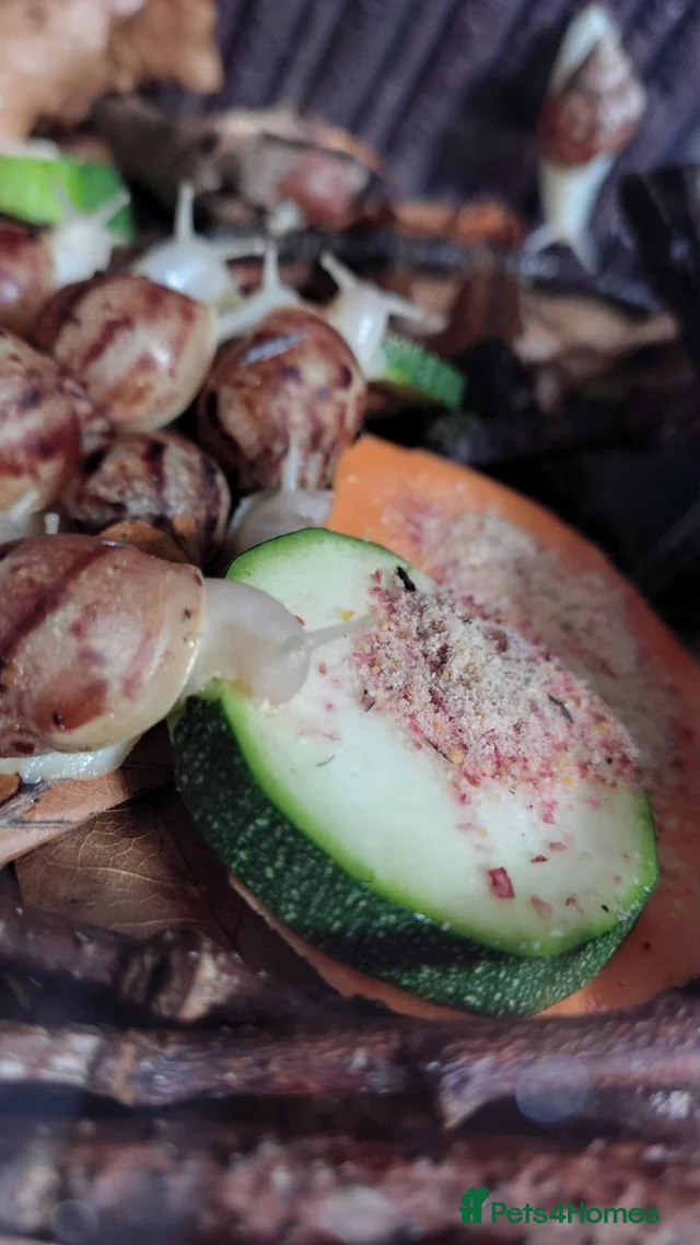 White Jade Giant African Land Snails 2 Months Old for sale in ...