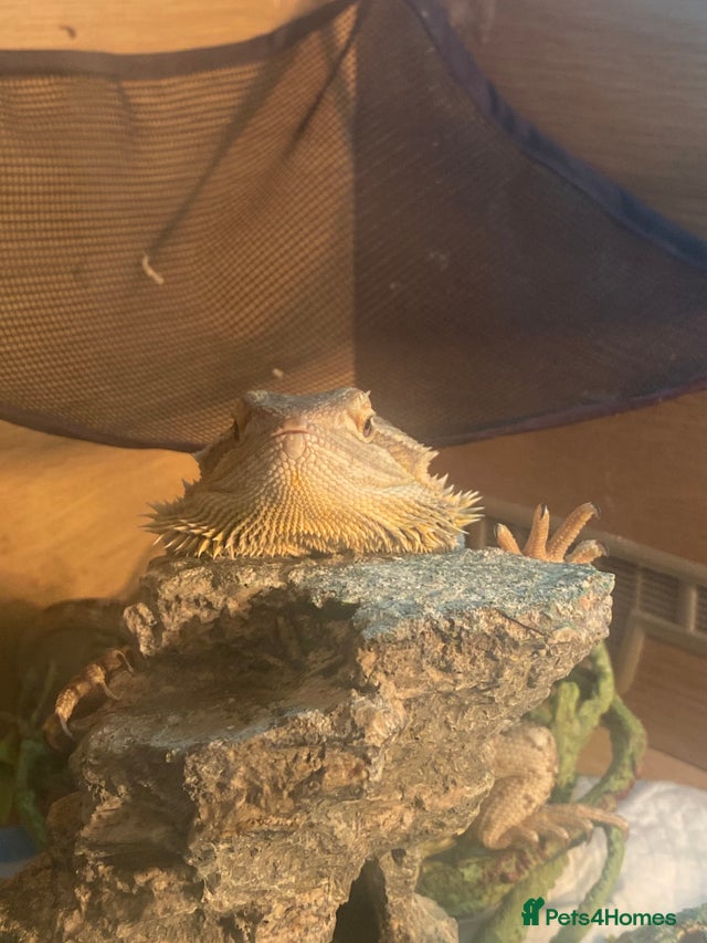 5 year old female bearded dragon (Hades) for sale in Haslemere | Pets4Homes