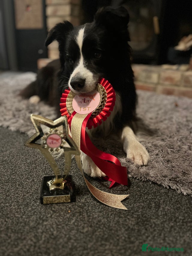 Kc registered very successful show, agility dog for stud in East ...