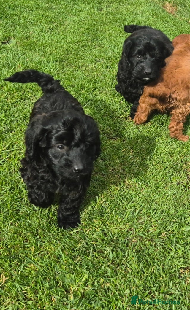 Cockapoo pups for sale in Wingate | Pets4Homes
