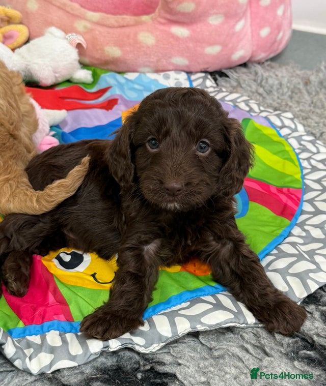 F1 Cockapoo’s puppies ***READY NOW*** for sale in Tiverton | Pets4Homes