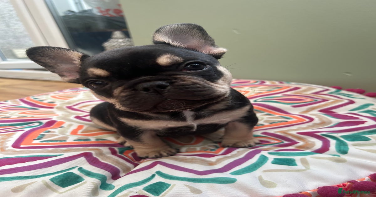 8 week old male French bulldog for sale in Ashton-under-Lyne | Pets4Homes