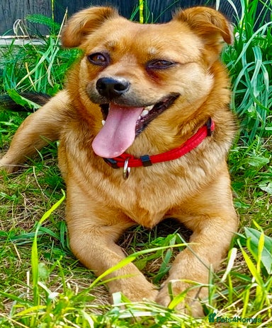 Free Dogs for adoption | Pets4Homes