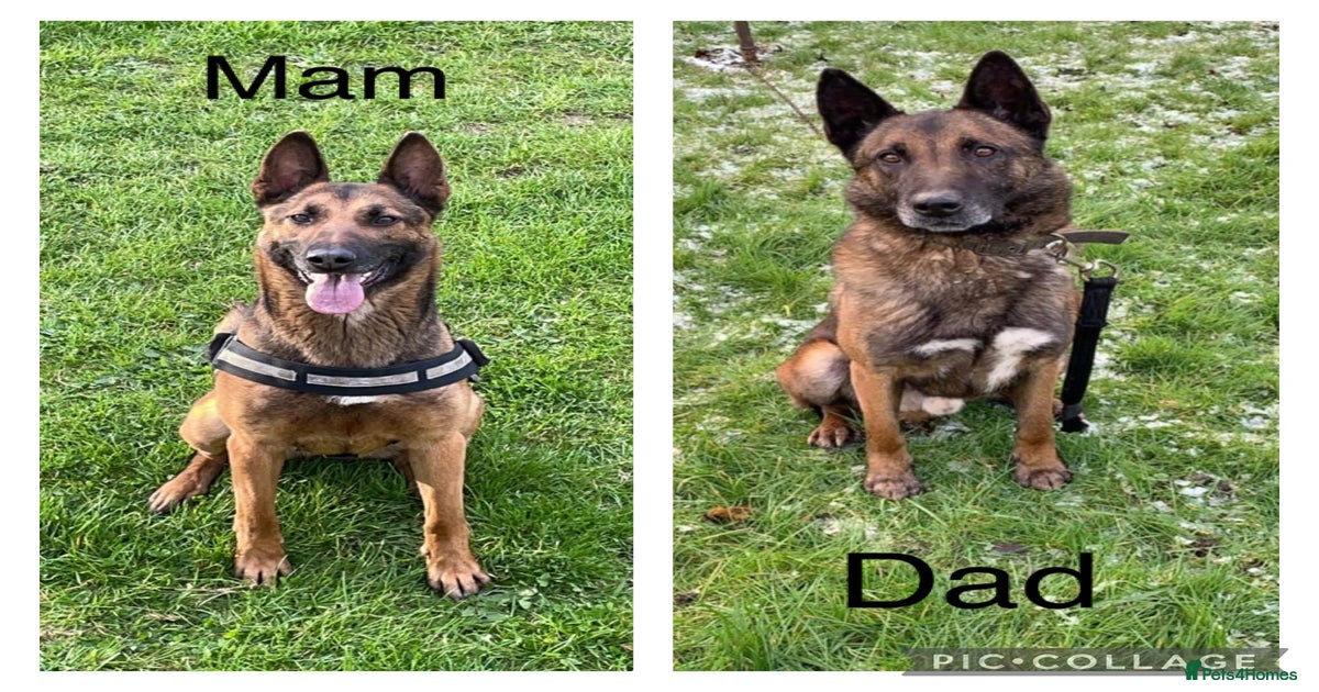 Belgian Mali’s pups for sale in Durham | Pets4Homes