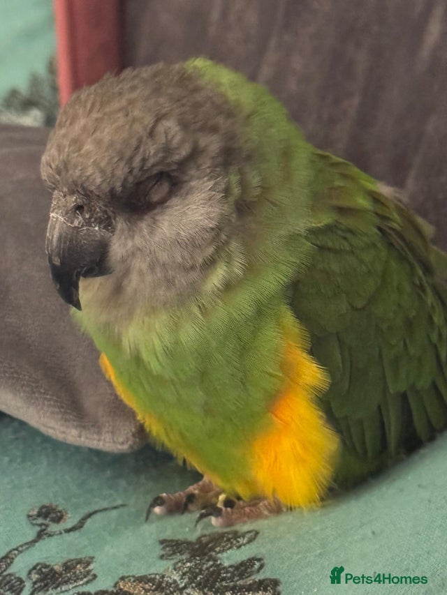 Beautiful female Senegal parrot for sale for sale in Gillingham ...