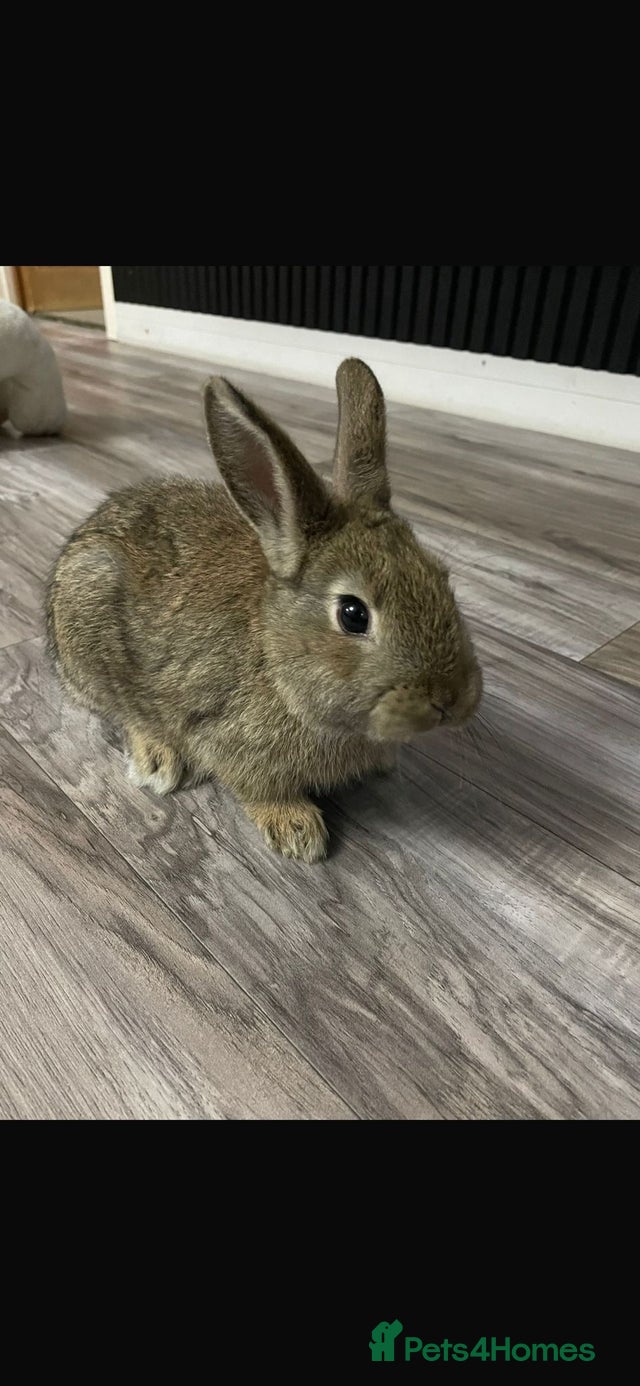 Mixed breed little bunny for sale in Luton | Pets4Homes