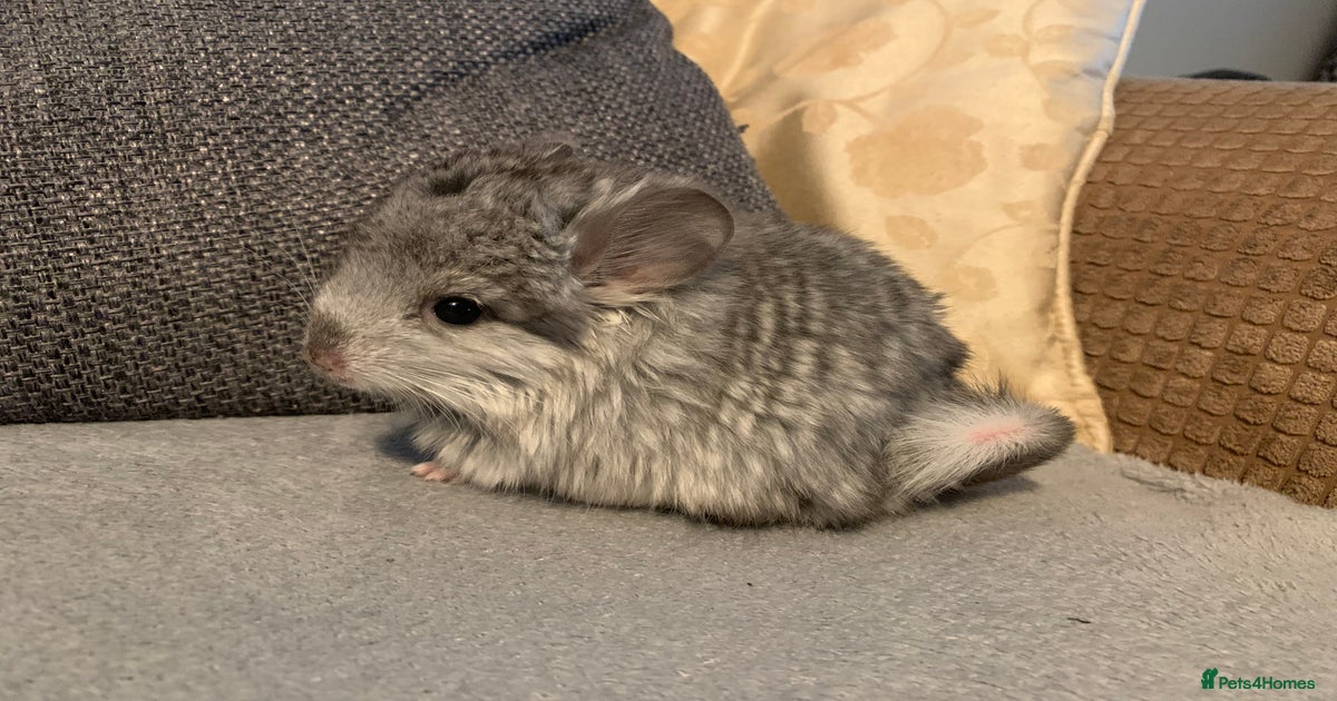 Mixed Chinchilla kits for sale in Brampton | Pets4Homes