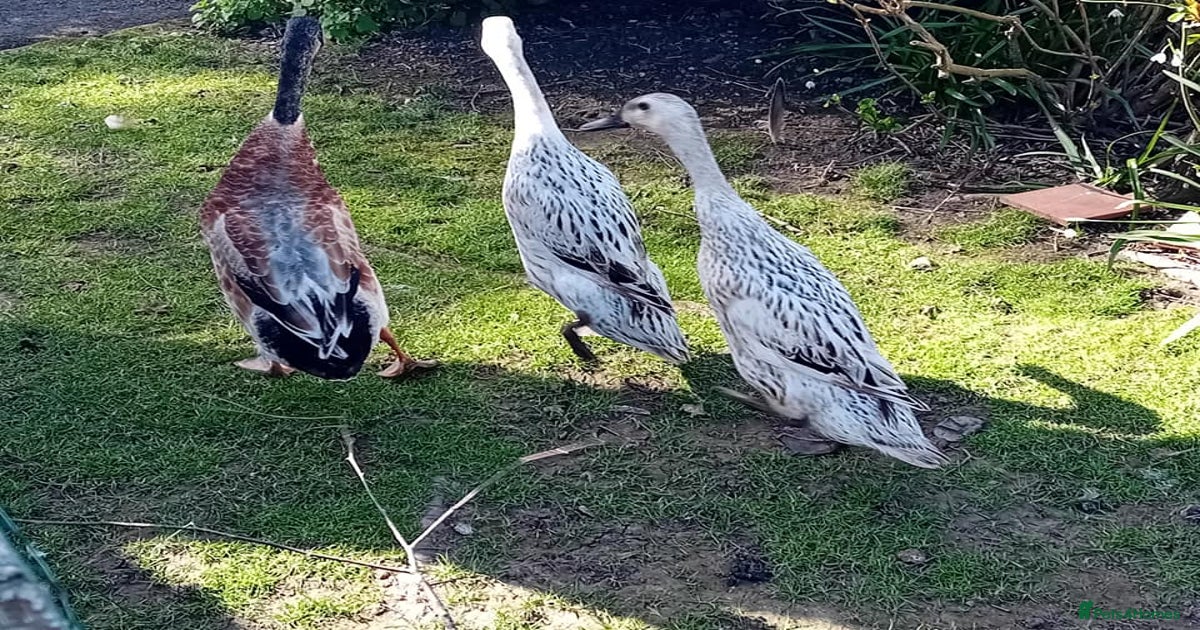 Silver Indian Runner Duck HATCHING EGGS for sale in Ruardean | Pets4Homes