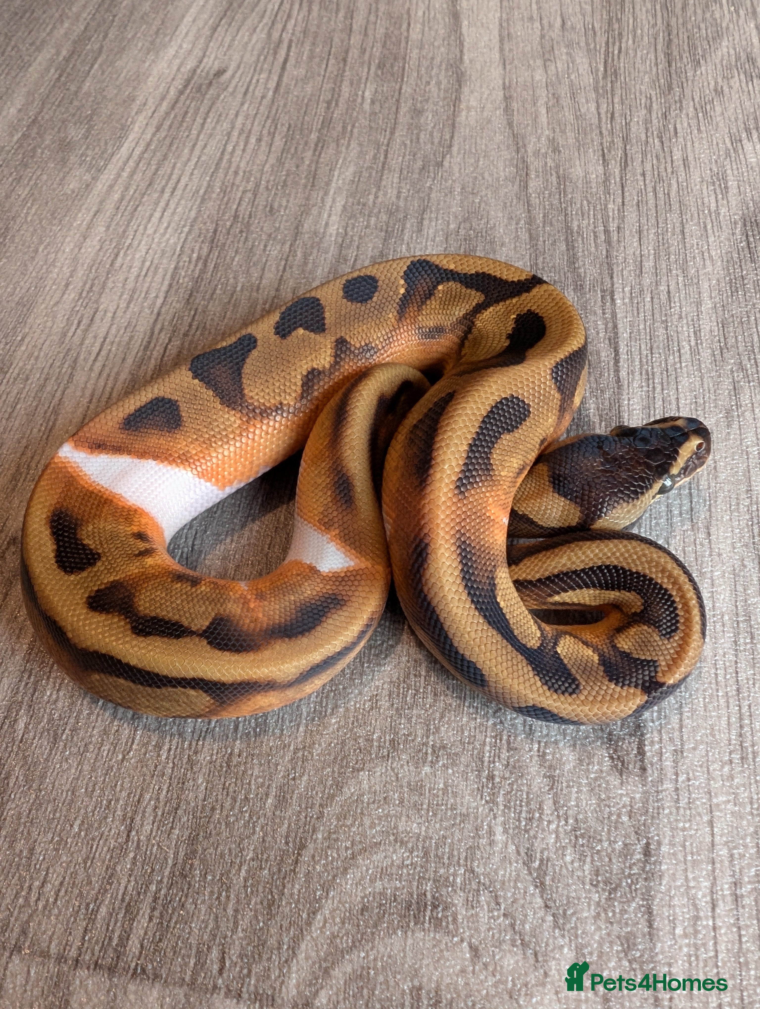 2024 royal pythons for sale in Kidderminster | Pets4Homes