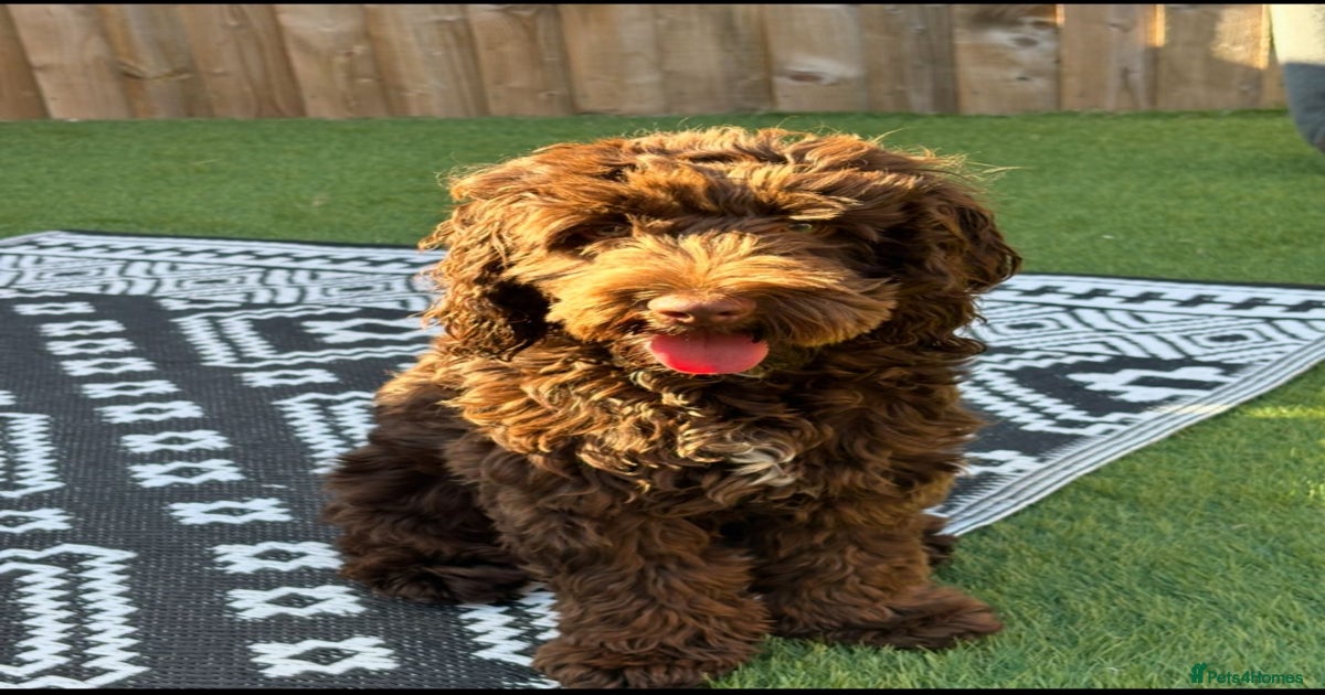 Cockapoo for stud for stud in Bury Saint Edmunds | Pets4Homes