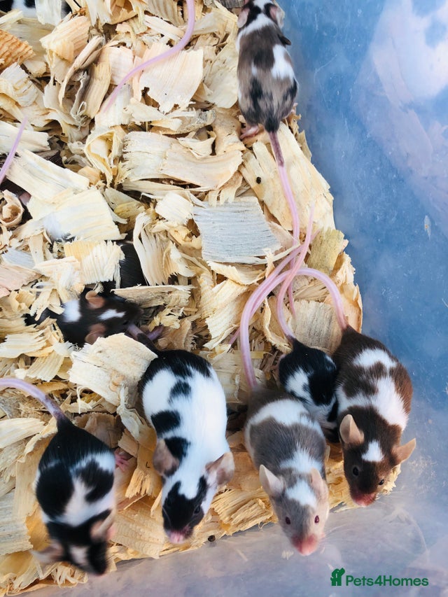 Fancy mice for sale for sale in Lydney | Pets4Homes