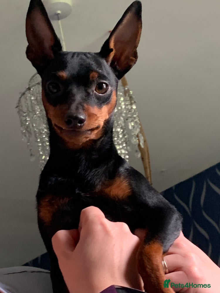 Pinscher Puppies for sale | Pets4Homes