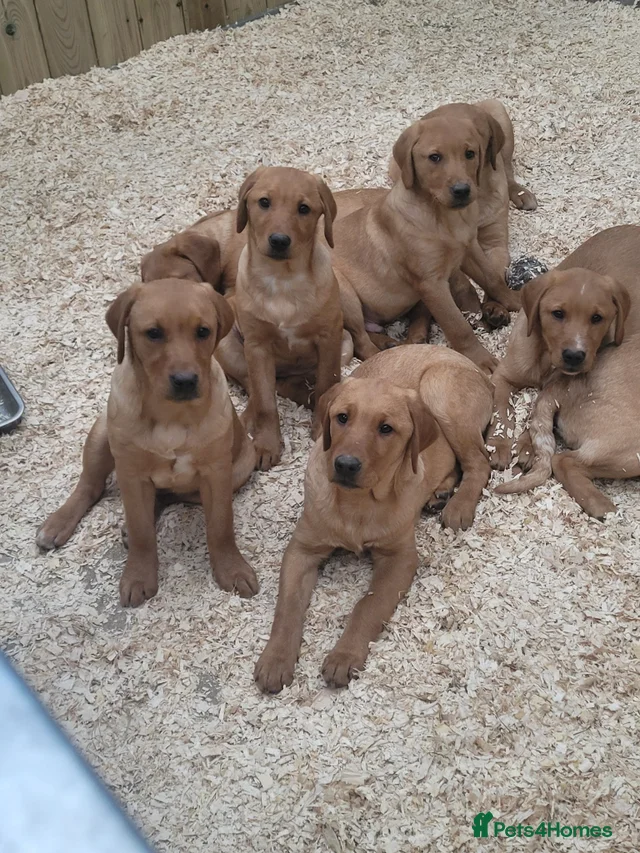 Fox Red Labrador Pups For Sale for sale in Wigton | Pets4Homes
