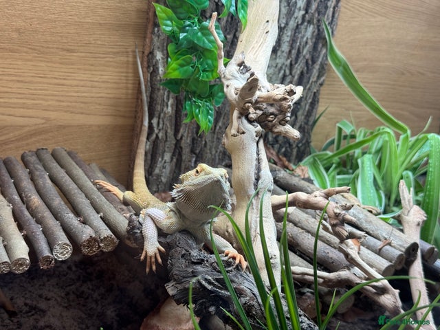 Bearded Dragon for Sale for sale in Newcastle upon Tyne | Pets4Homes