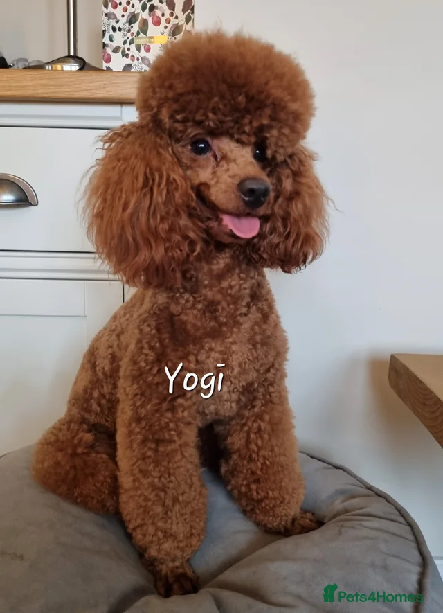 kc regd Deep red Toy Poodle for Stud for stud in Dewsbury | Pets4Homes