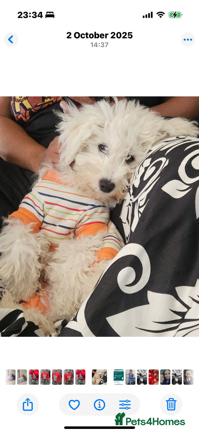 Bichon frise for sale in Birmingham | Pets4Homes