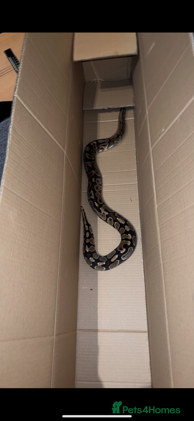 Large ball python and vivarium for sale in Neath | Pets4Homes