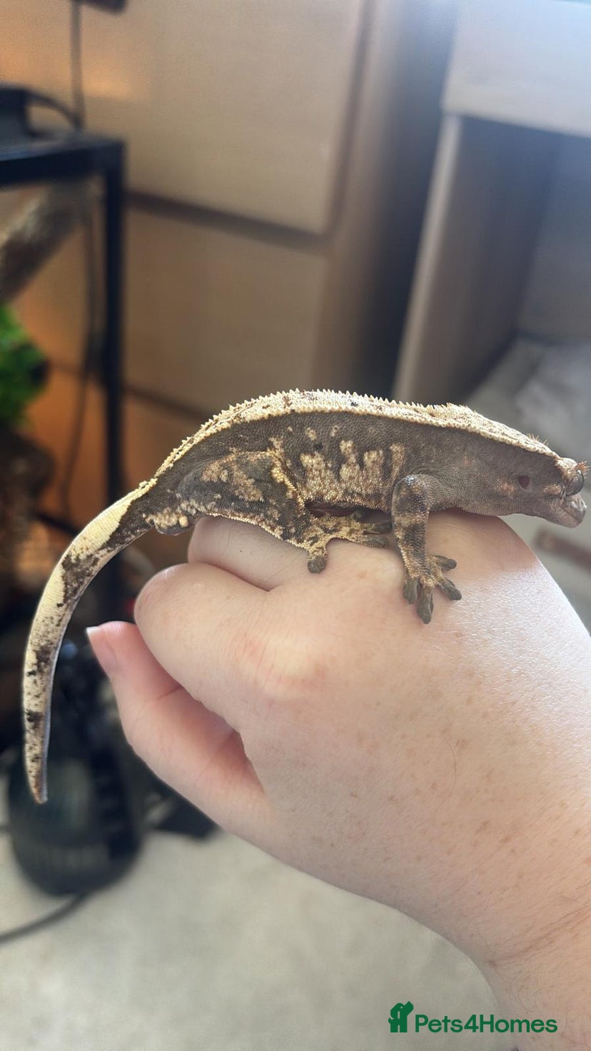 Crested Gecko for sale in Torquay | Pets4Homes