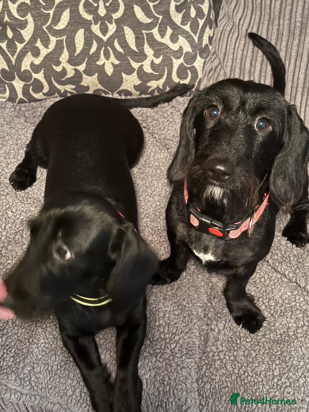 Doxiepoo puppies for sale | Pets4Homes