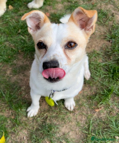 Small Dogs for adoption | Pets4Homes