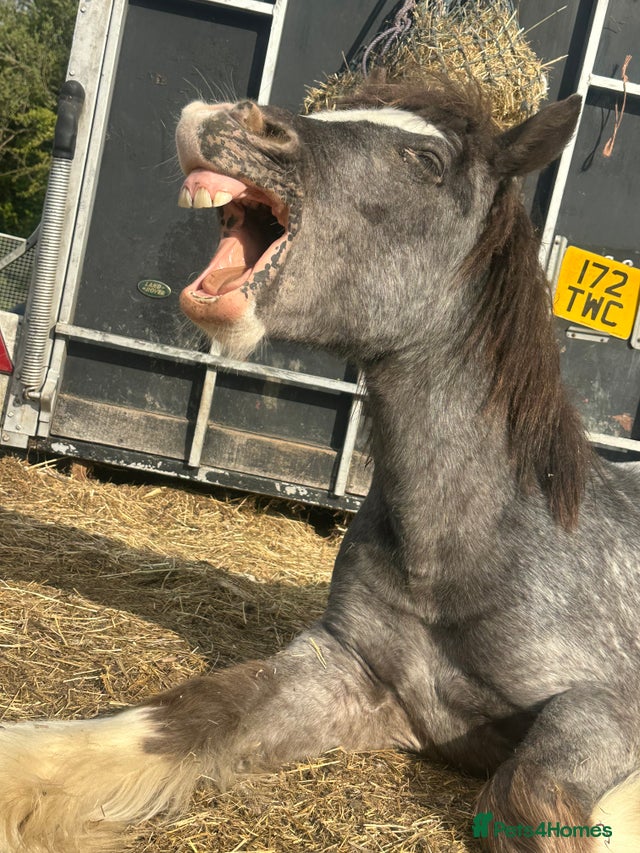 Appaloosa cob 17 month old gelding for sale in Doncaster | Pets4Homes