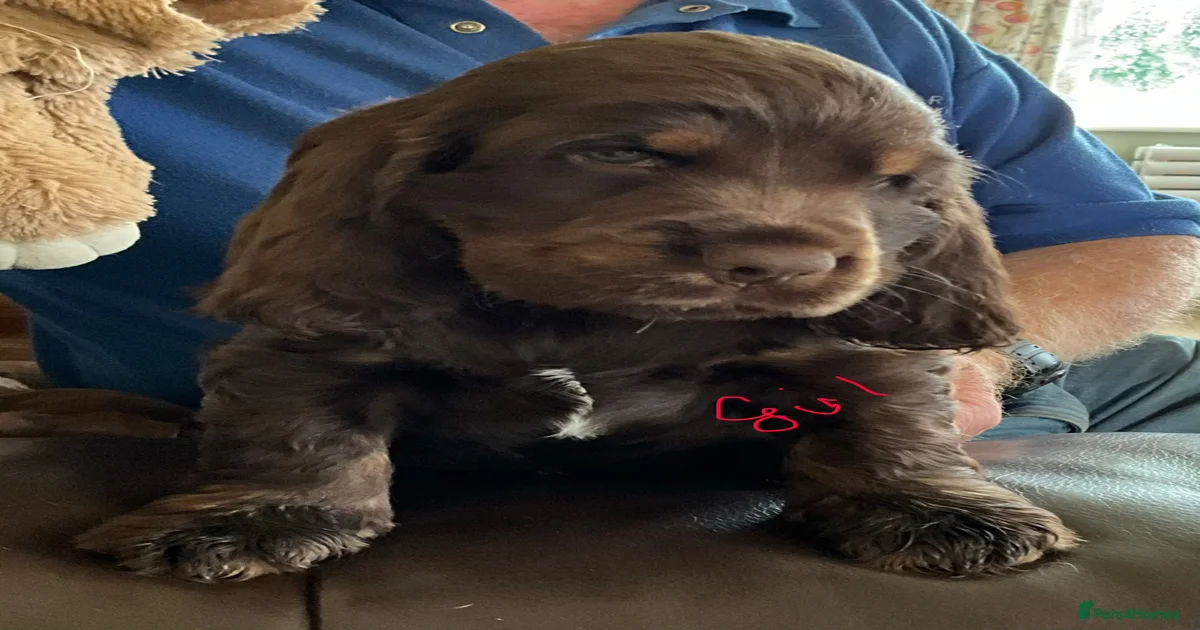 Cocker Spaniel Puppies for sale in Peterborough, Peterborough | Pets4Homes