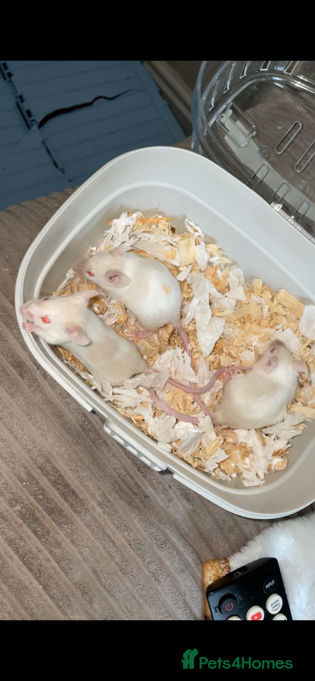 Male mice for sale in Merthyr Tydfil | Pets4Homes