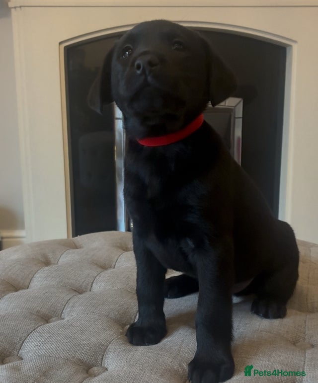 Labrador Retriever Pups for sale in Doncaster | Pets4Homes